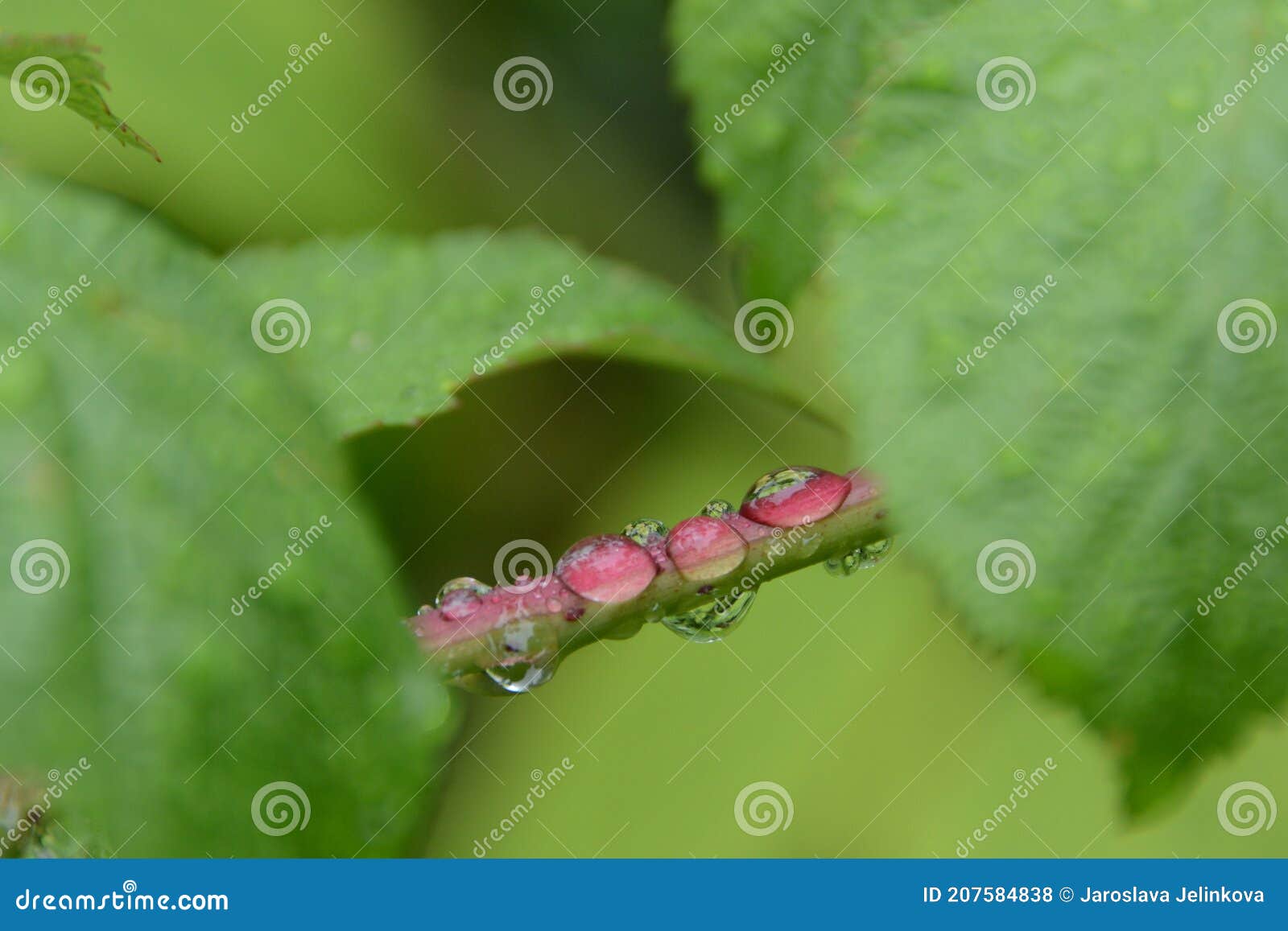 Raindrops on a Twig of Raspberries Stock Photo - Image of rain ...