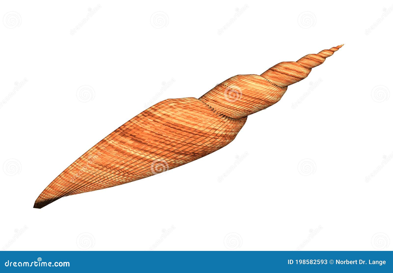 Red twisted sea shell stock illustration. Illustration of freisteller ...
