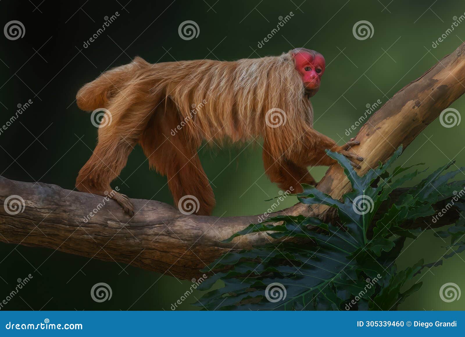 Red Uakari Monkey stock photo. Image of primate, bald - 305339460