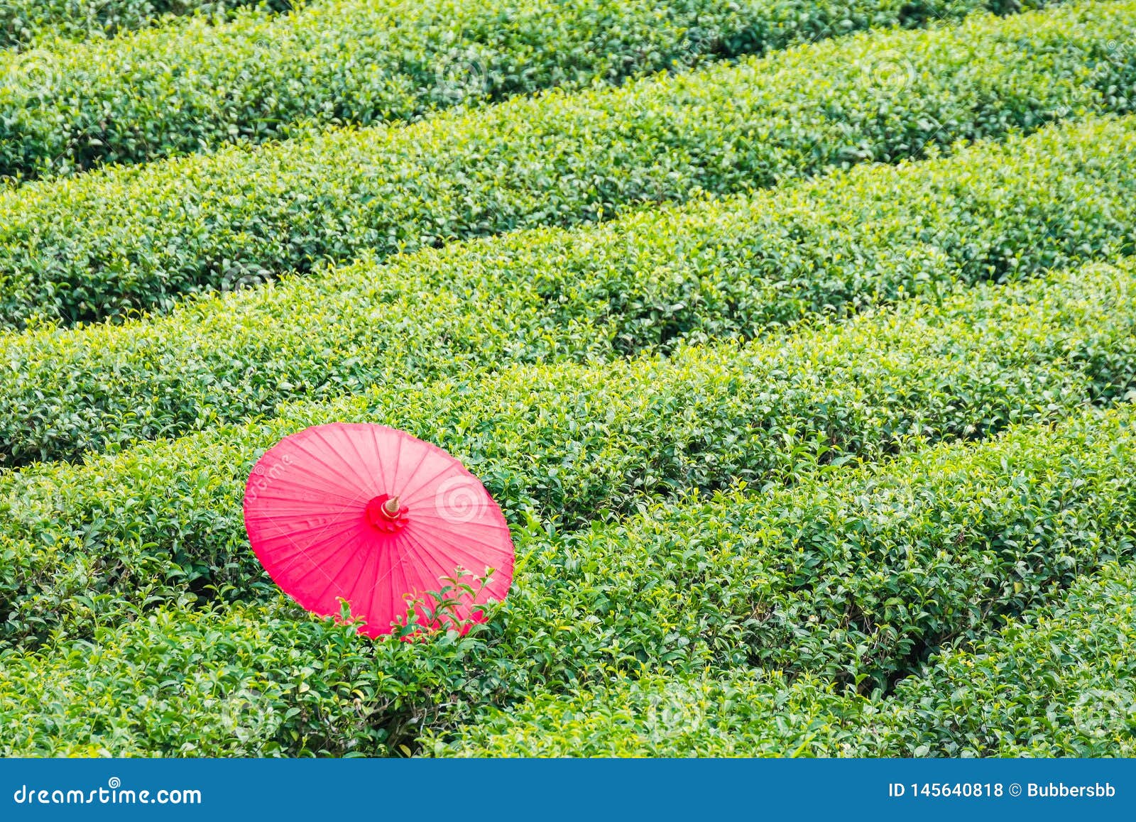 Red Umbrella on the Tea Tree in the Tea Plantation in Thailand Stock ...