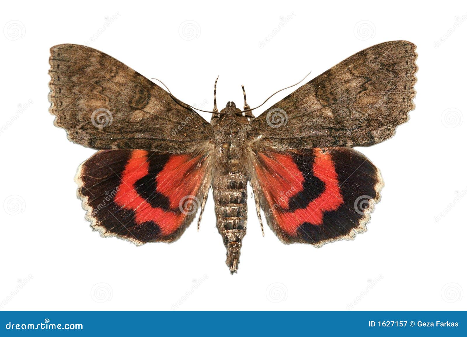 Red underwing stock image. Image of macro, brown, poplar - 1627157