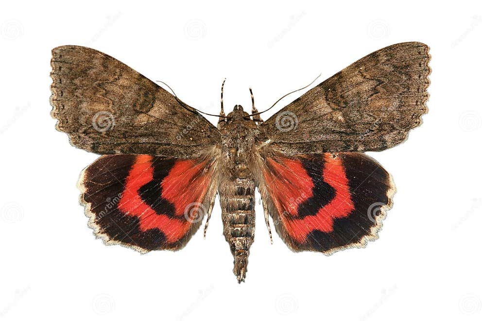 Red underwing stock image. Image of macro, brown, poplar - 1627157