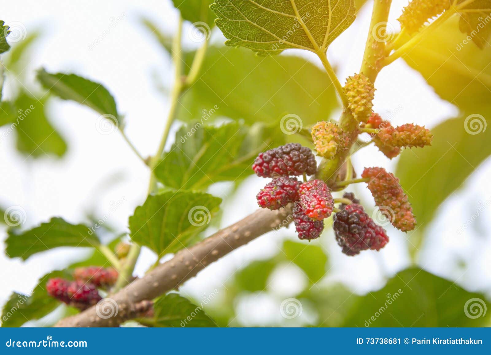 Red Unripe Mulberries on the Branc Stock Image - Image of leaf, sweet ...