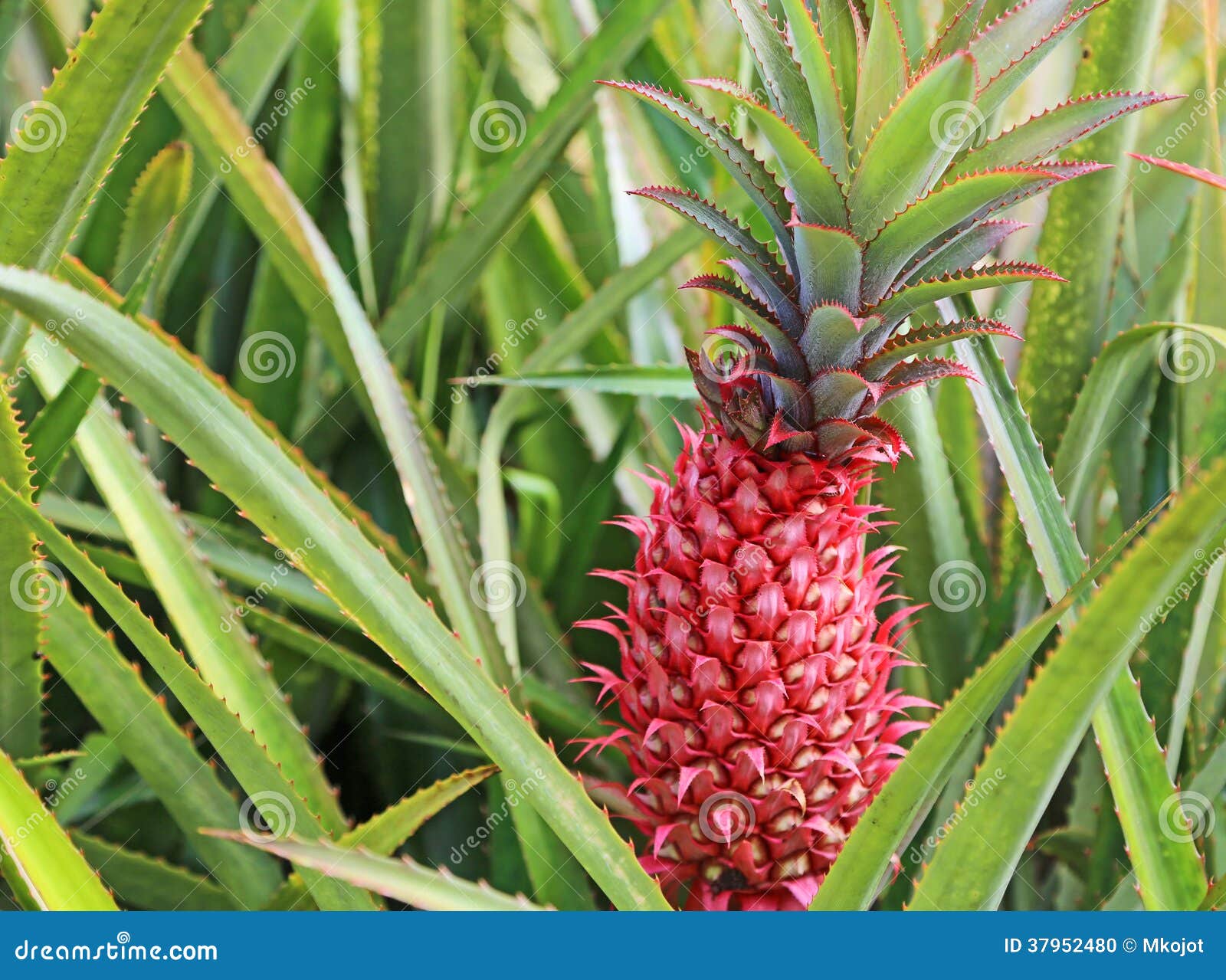 Red unripe pineapple stock photo. Image of botanical - 37952480