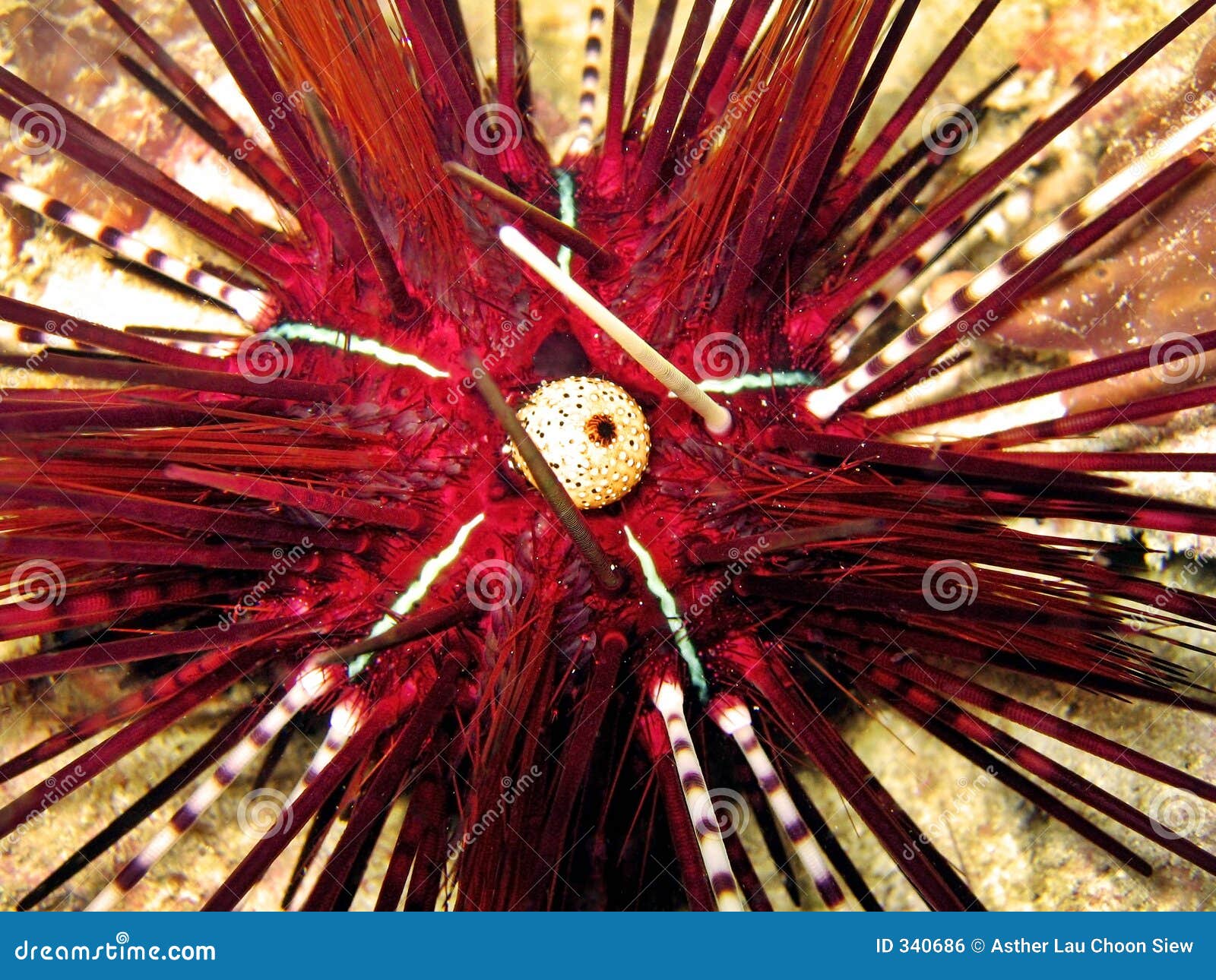 Red Urchin stock photo. Image of underwater, spikes, animal - 340686