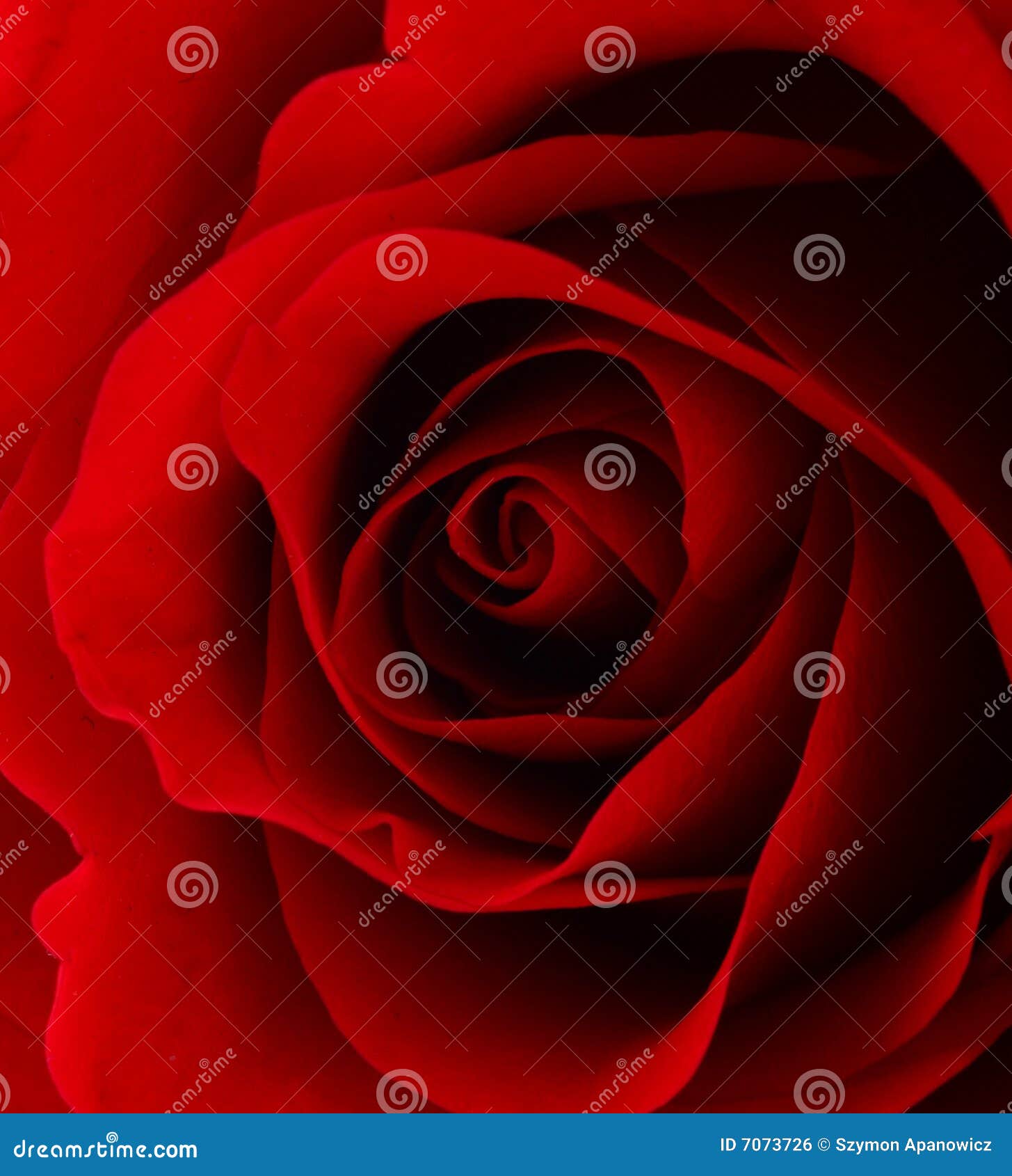 Red valentine rose stock photo. Image of flower, decoration - 7073726