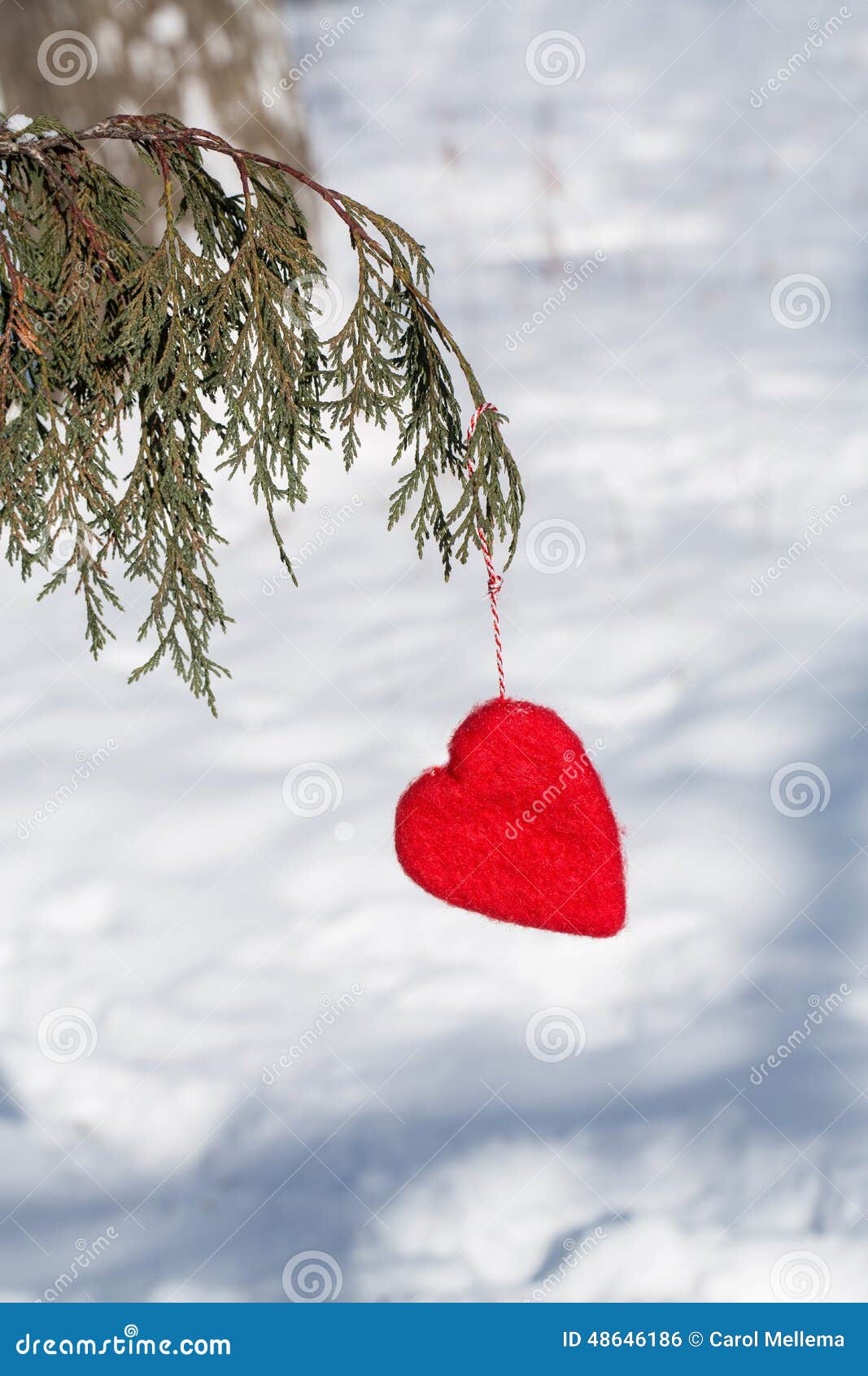 Red Valentines Day Heart Hanging in Pine Tree Vertical Stock Photo ...
