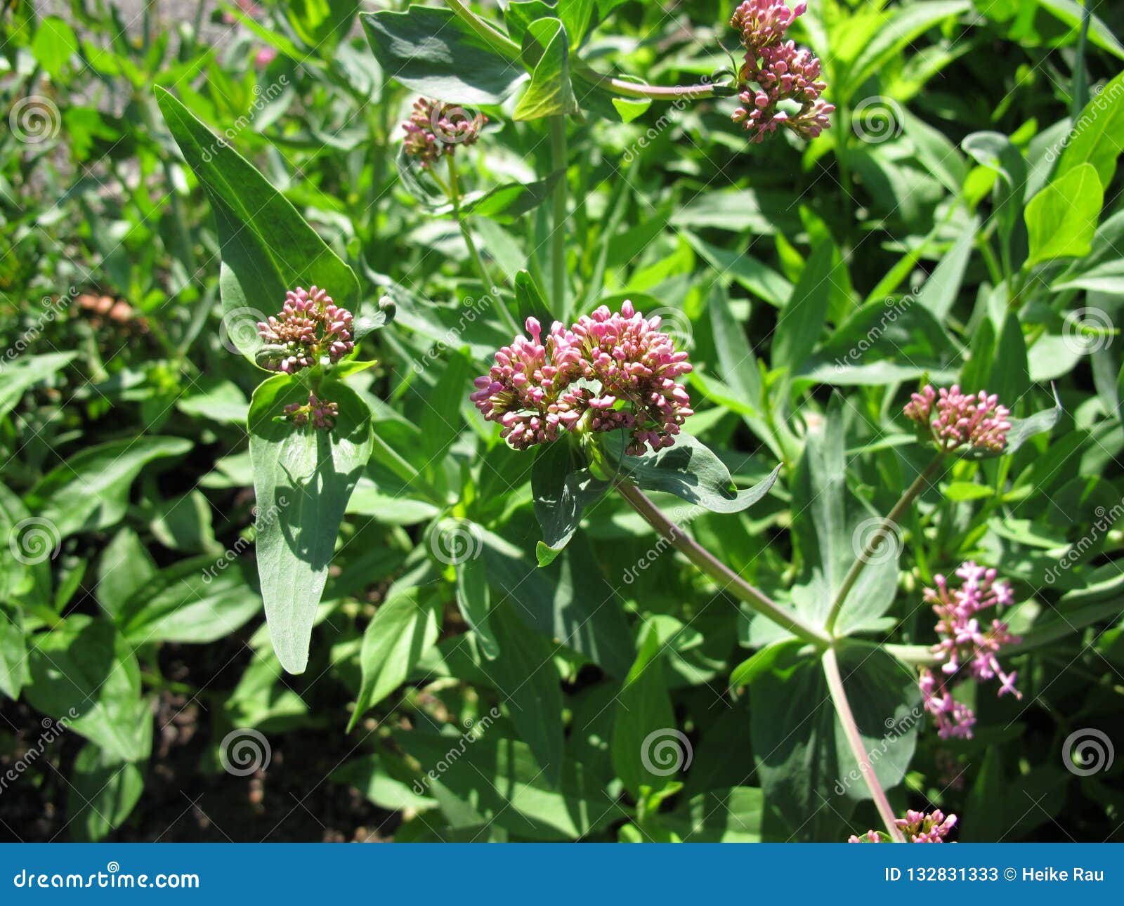 Red Valerian, Centranthus Ruber Stock Image - Image of medicine, herb ...