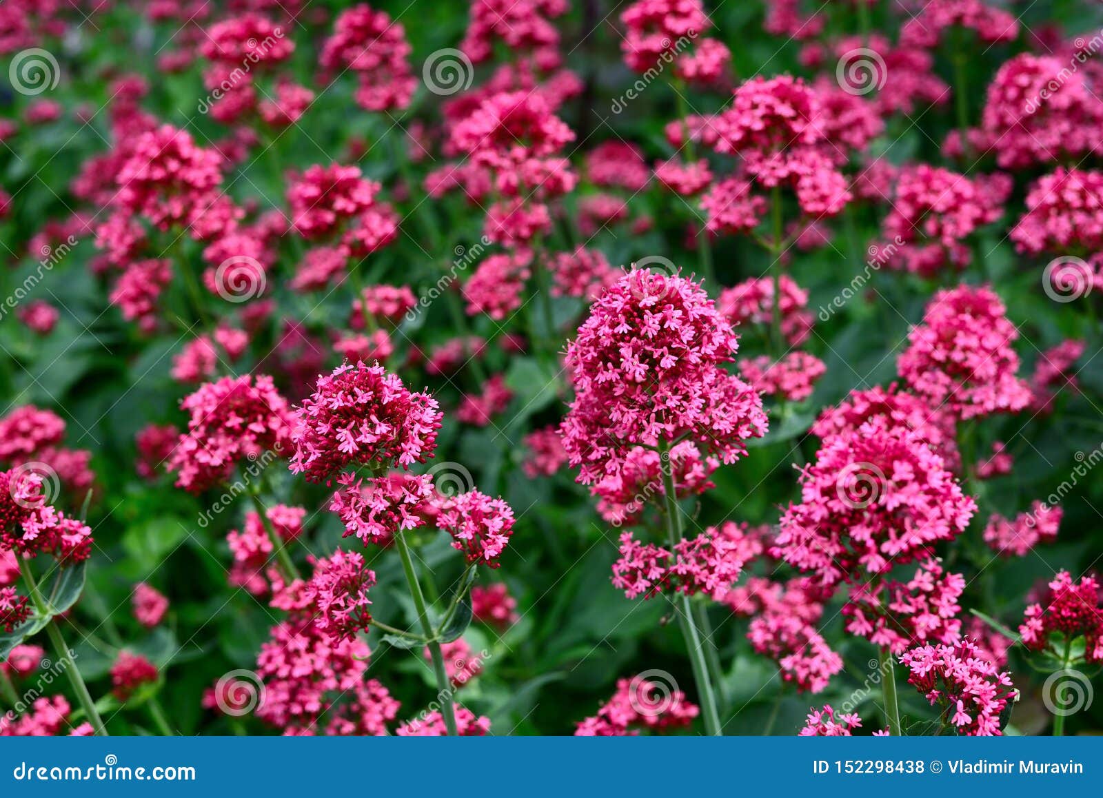 Red Valerian Flowers in Garden Stock Photo - Image of nature, summer ...