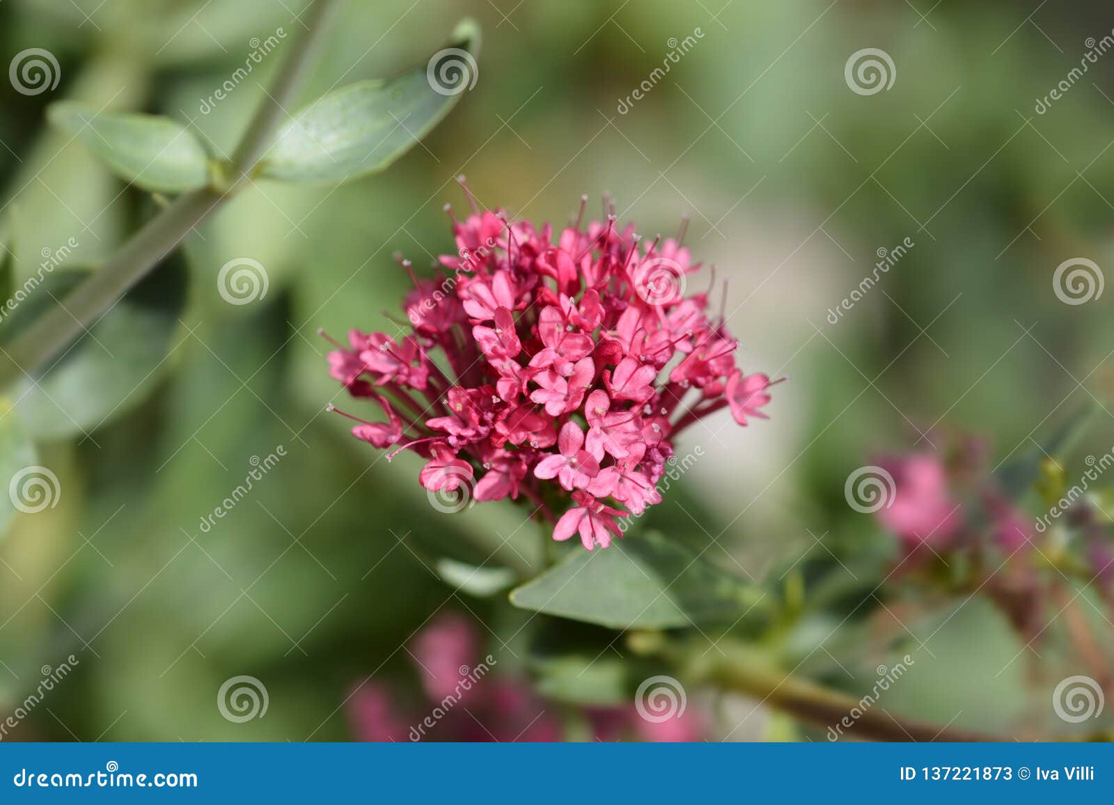 Red valerian stock image. Image of summer, pink, quick - 137221873