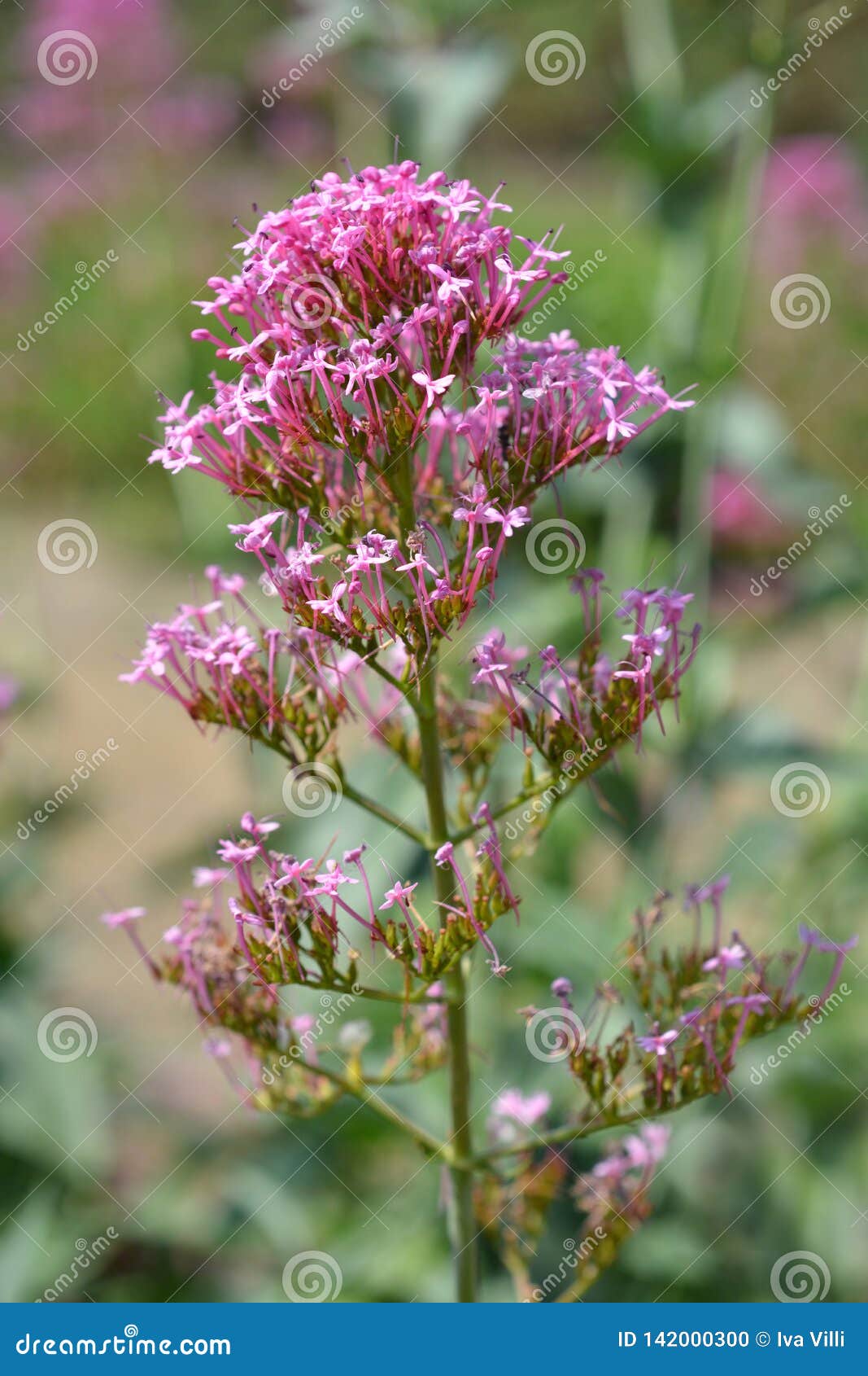 Red valerian stock photo. Image of pink, kiss, leaf - 142000300