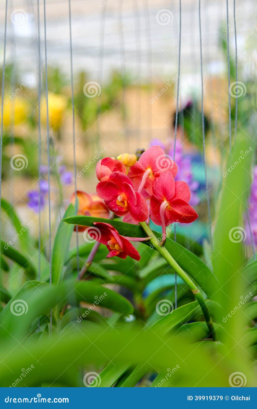 Red vanda orchid stock image. Image of flora, pink, abstract - 39919379