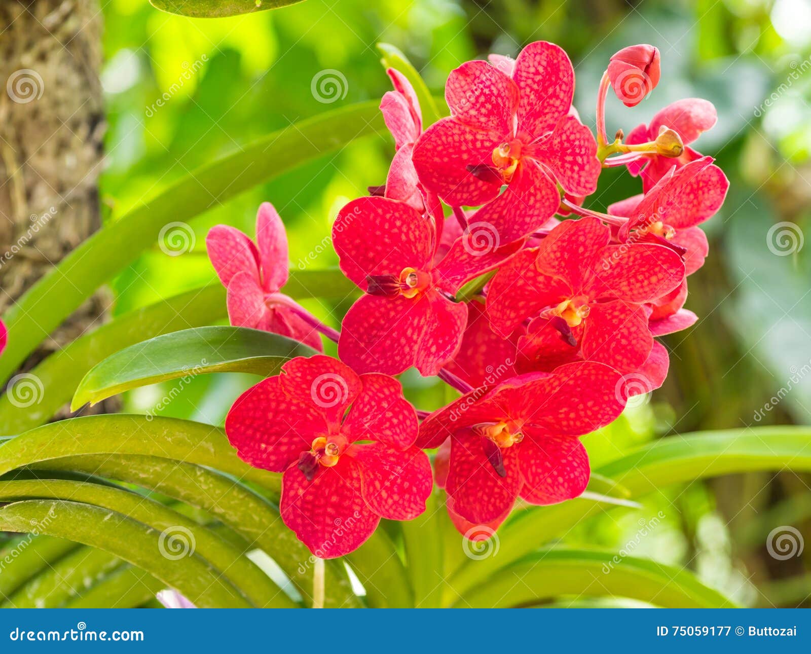 Red vanda orchid stock image. Image of close, orchidaceae - 75059177