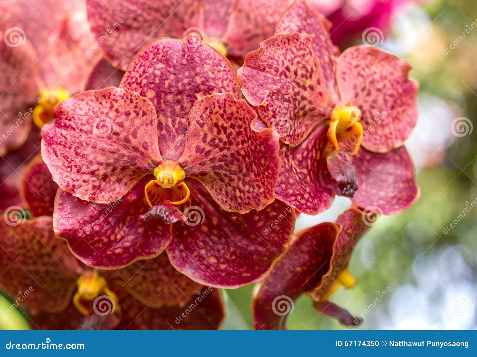 Red vanda orchid flower stock photo. Image of exotic - 67174350