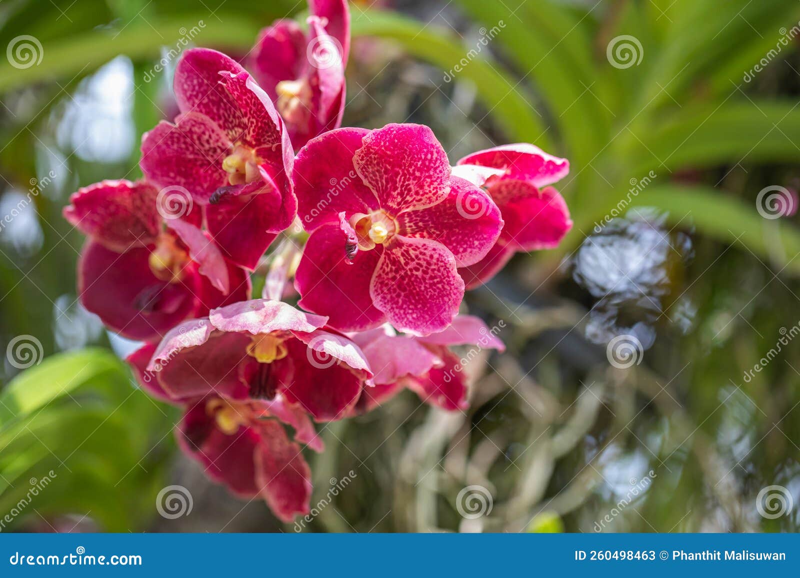 Red Vanda Orchid Flowers in the Garden Stock Image - Image of white ...