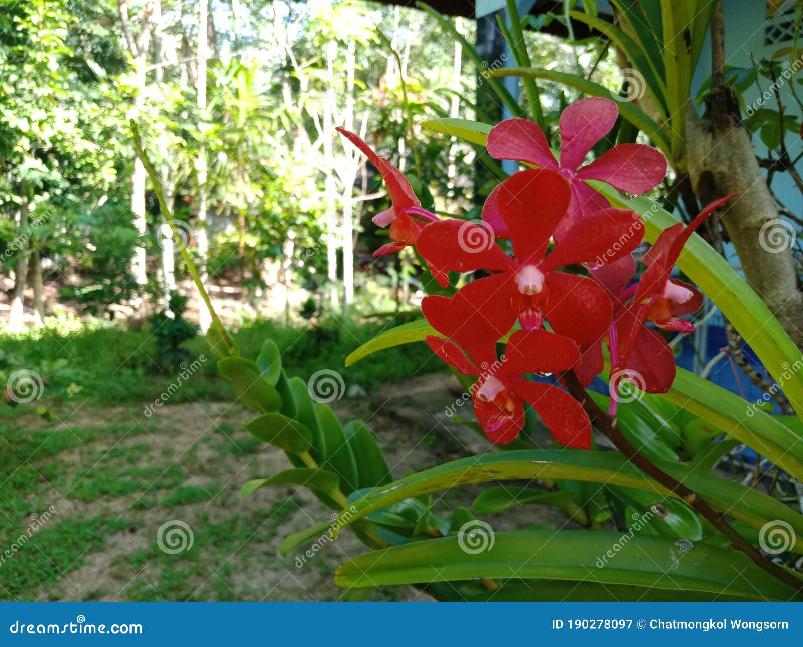 Red Vanda,red Orchid in the Garden Stock Image - Image of botanical ...