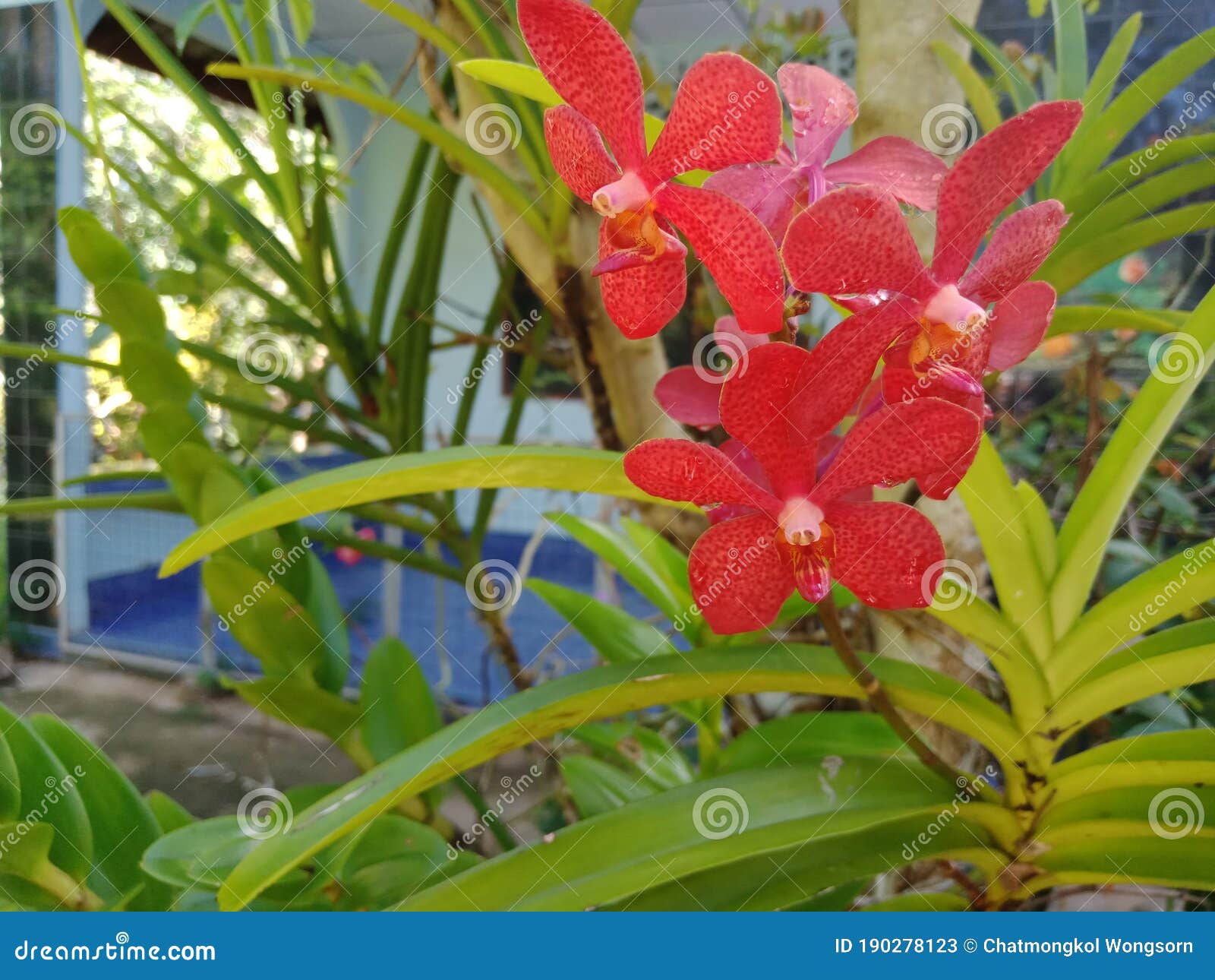 Red Vanda,red Orchid in the Garden Stock Image - Image of plant ...