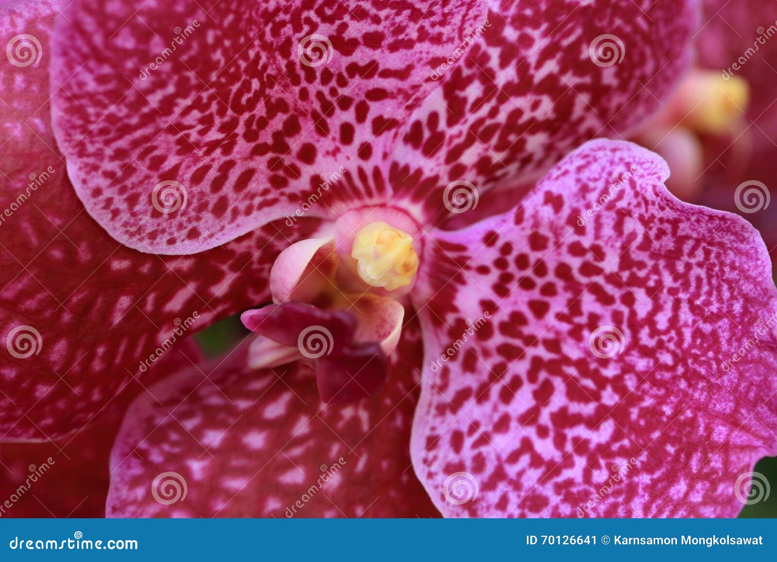 Red Vanda Orchid, Natural Garden Background Stock Image - Image of ...