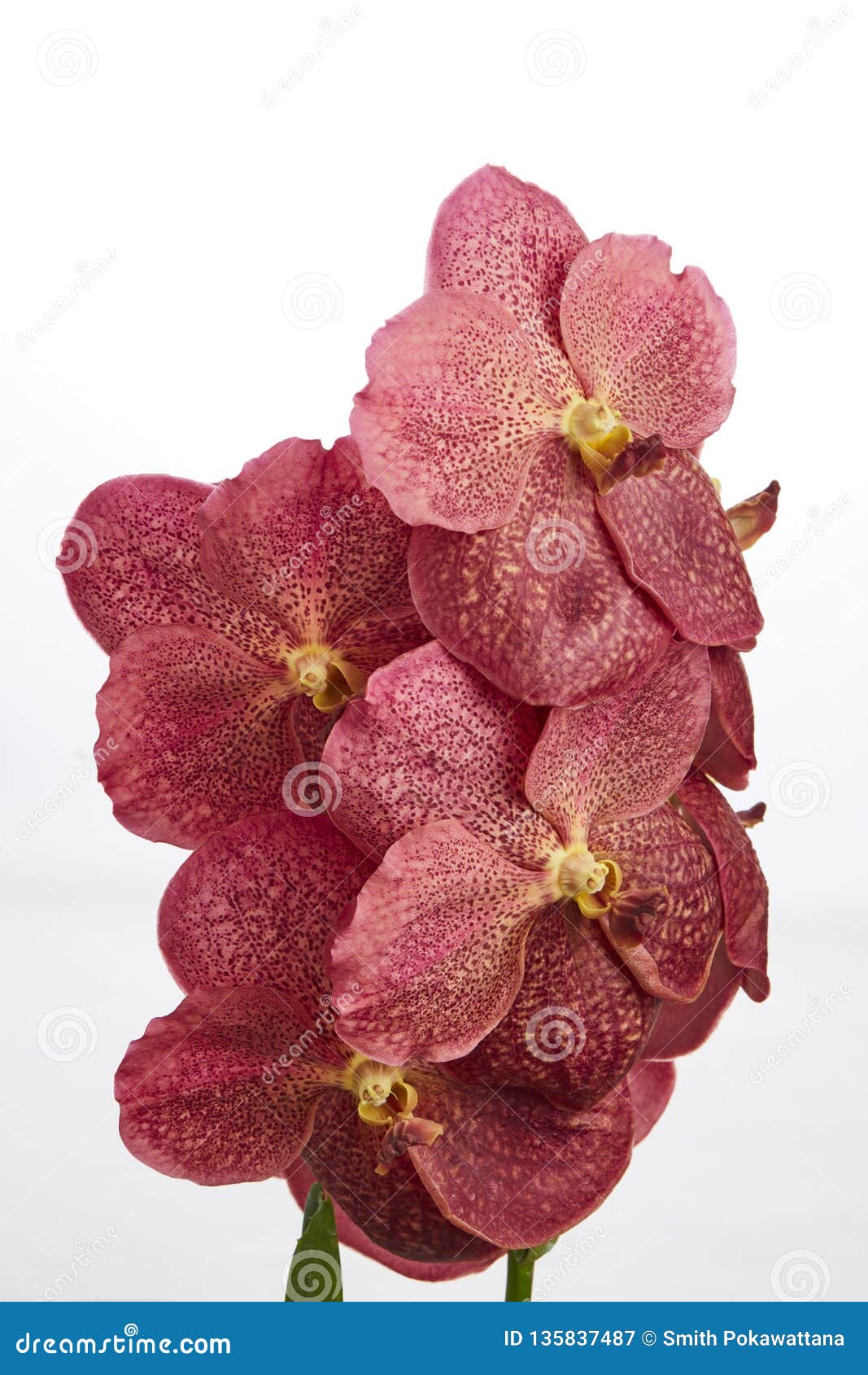 Red Vanda Orchid on White Background Stock Image - Image of exotic ...