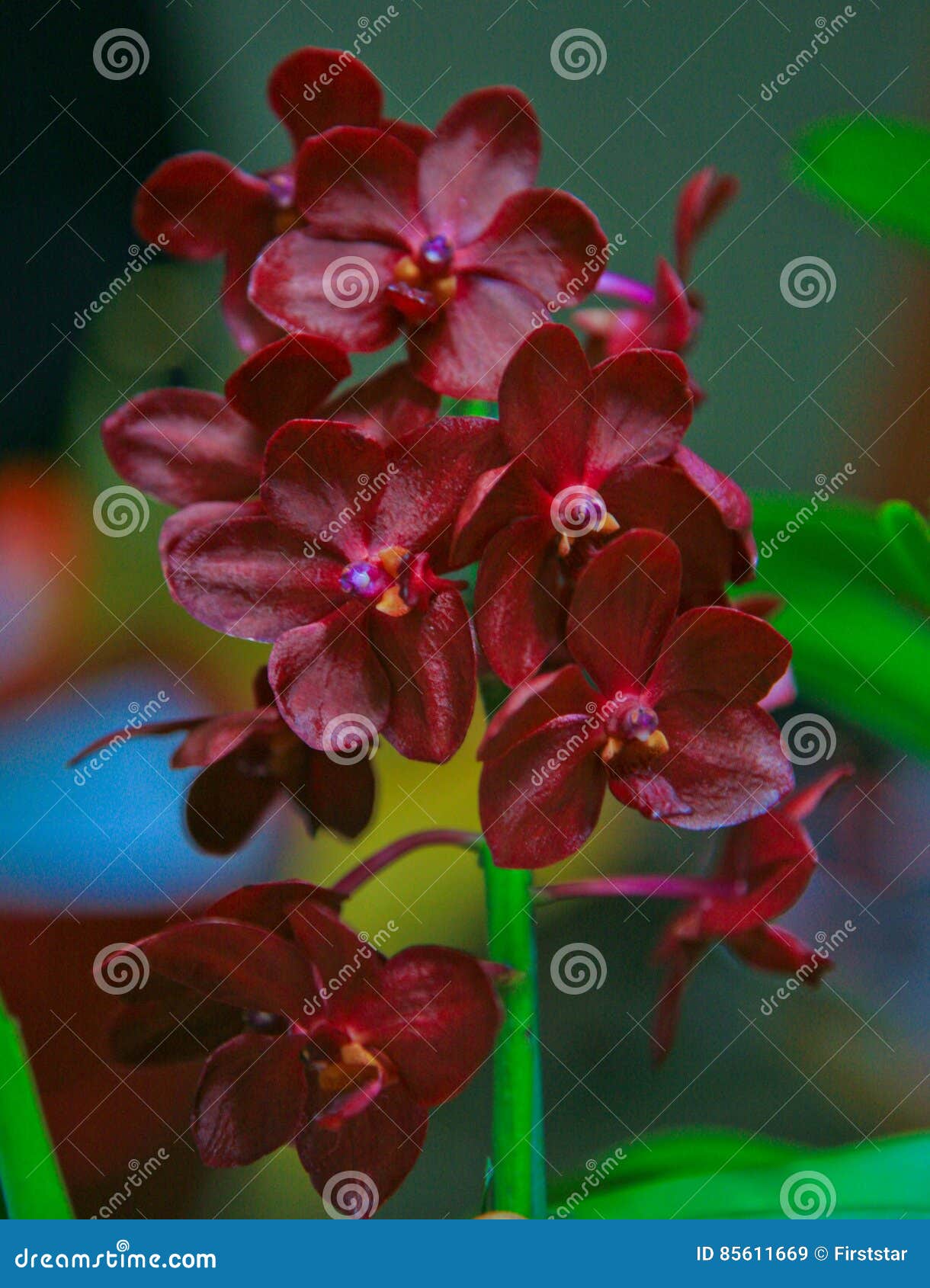 Red Vanda Orchid stock image. Image of texture, bouquet - 85611669