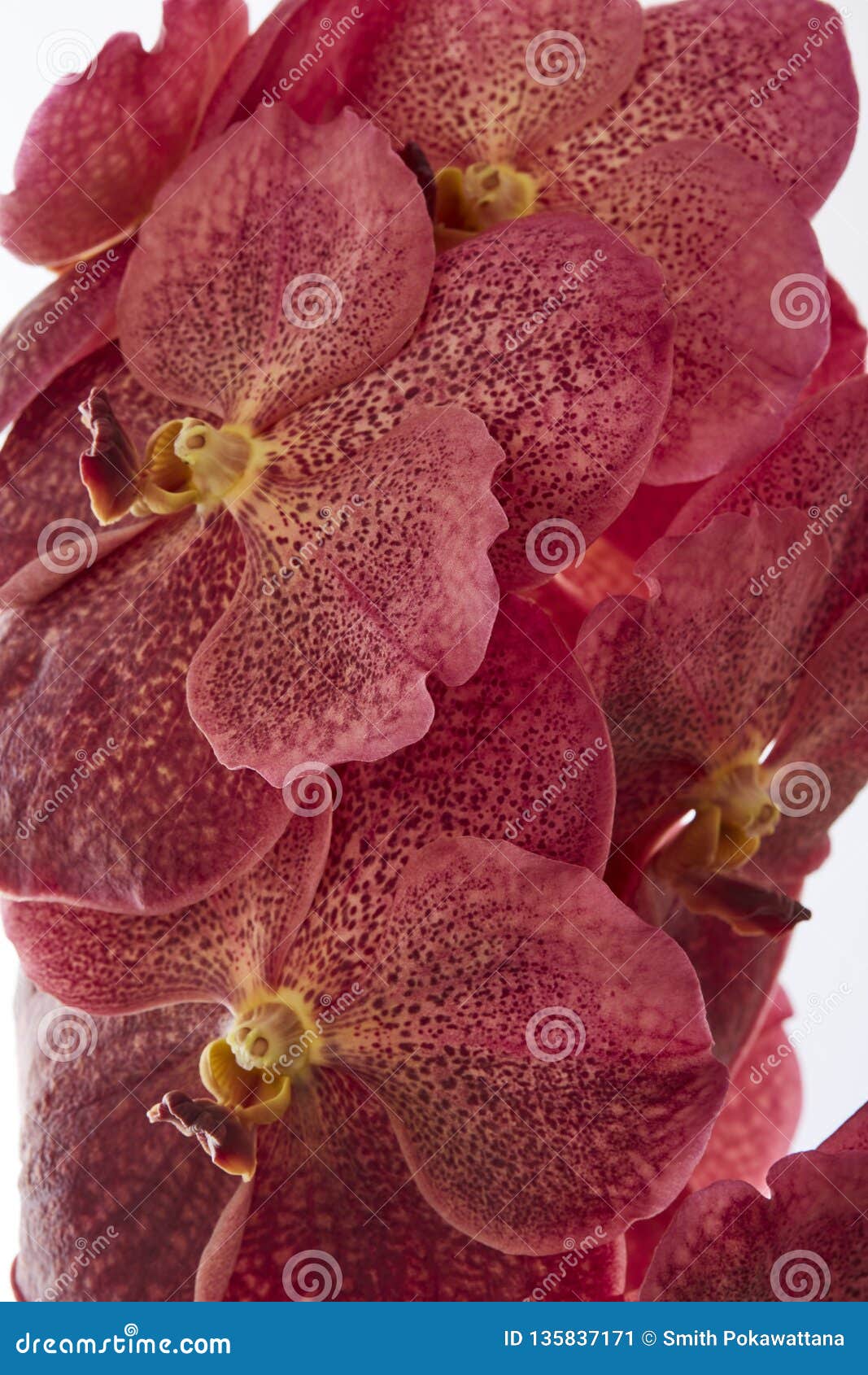 Red Vanda Orchid on White Background Stock Image - Image of flora ...