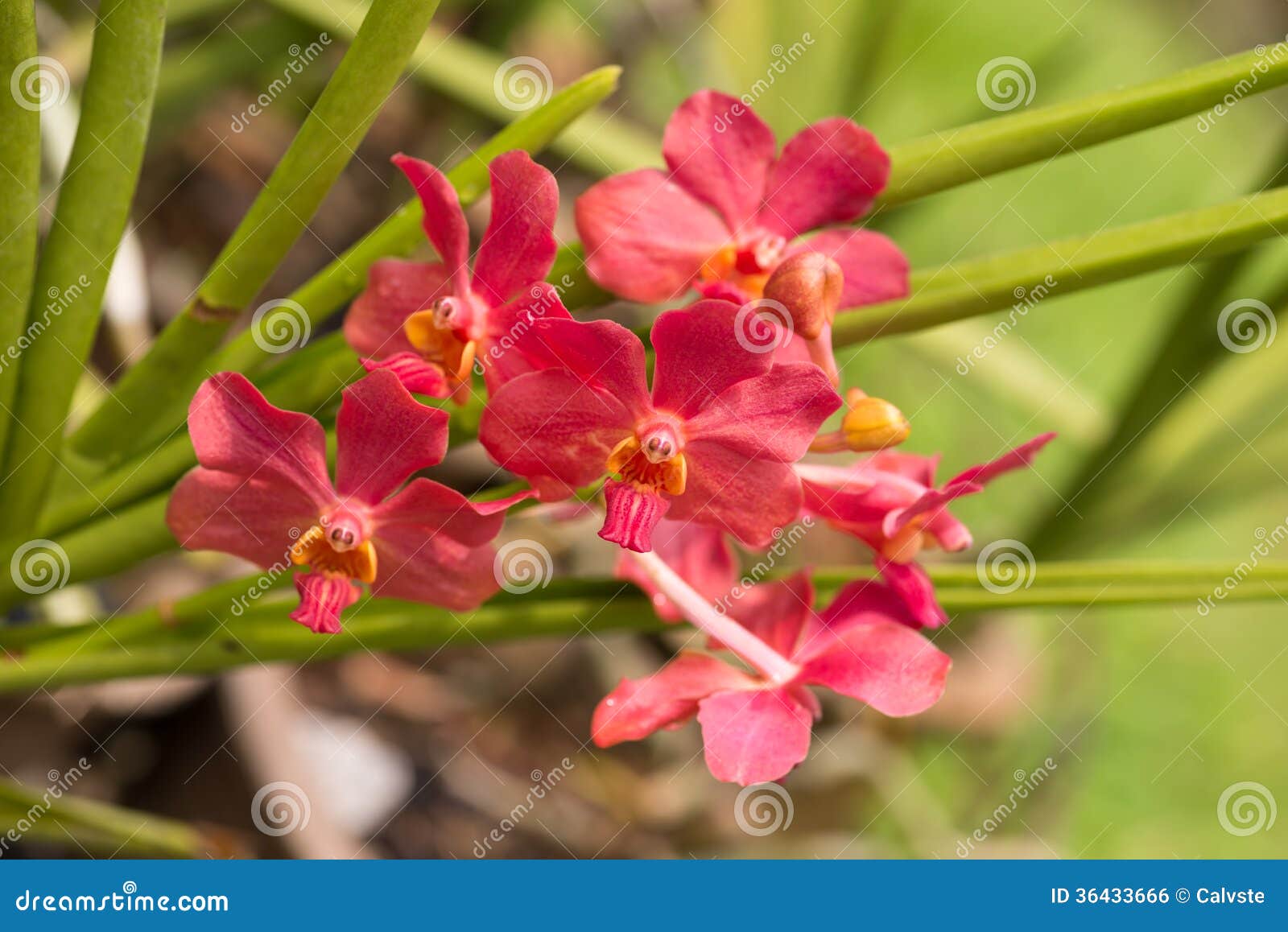 Red Vanda orchids close up stock photo. Image of bloom - 36433666