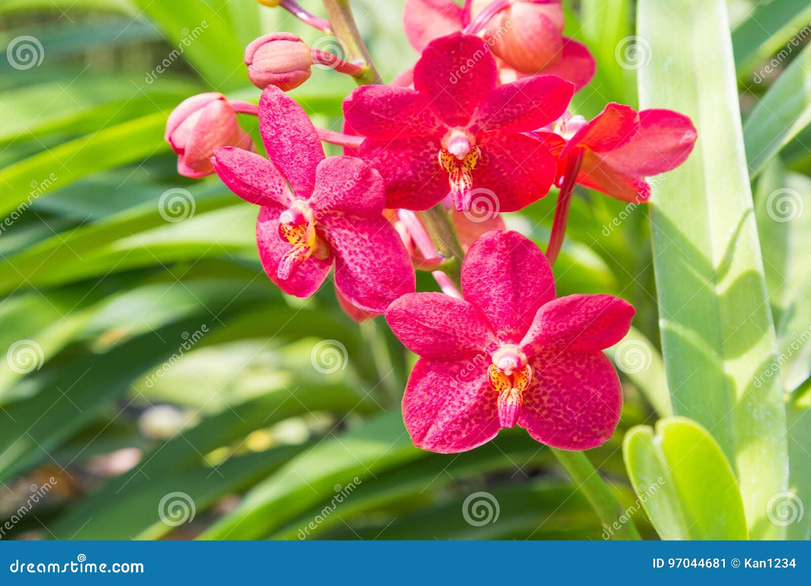 Red Vanda Orchids in the Garden Stock Image - Image of colorful, nature ...