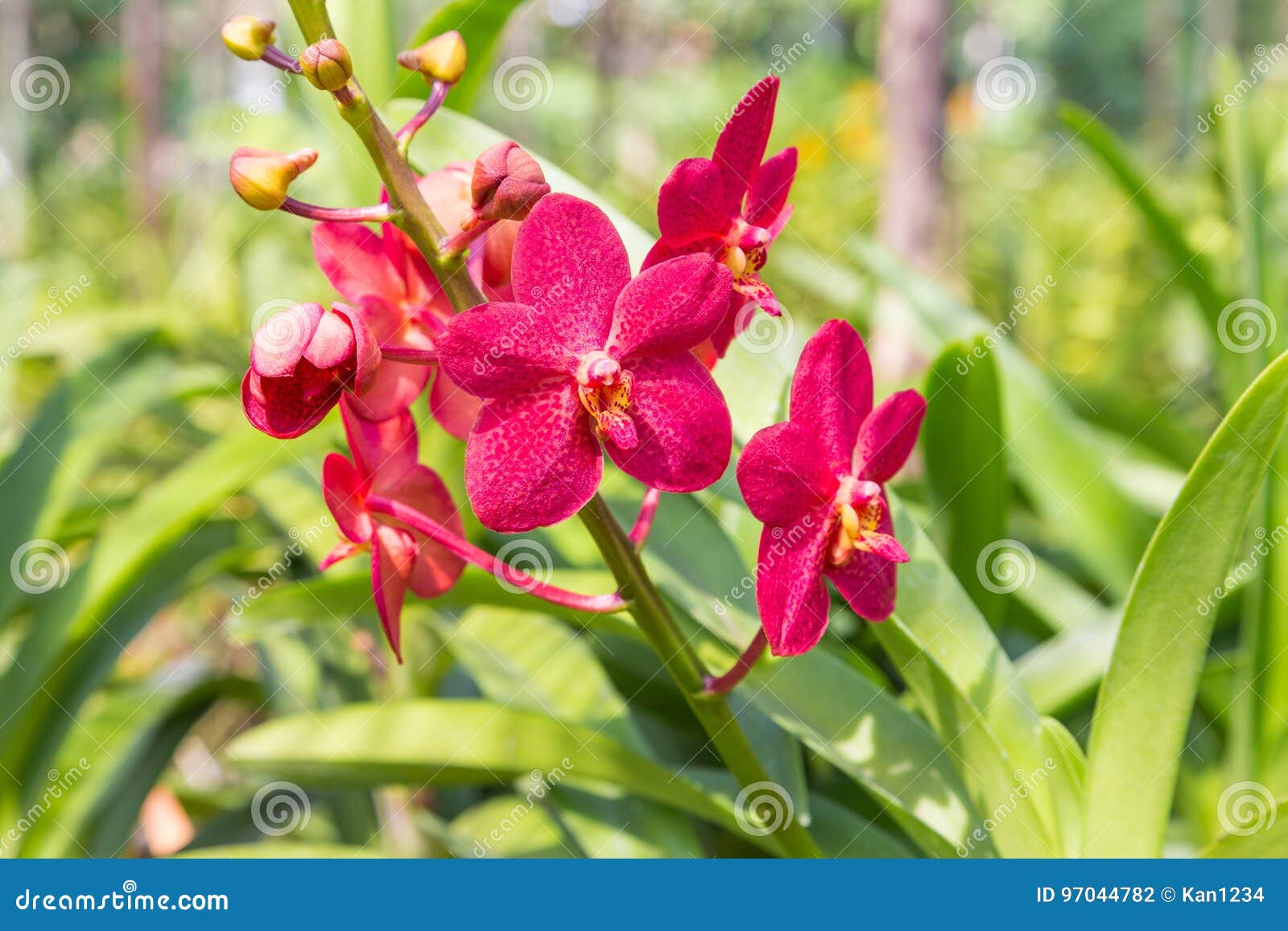 Red Vanda Orchids in the Garden Stock Photo - Image of green, beauty ...