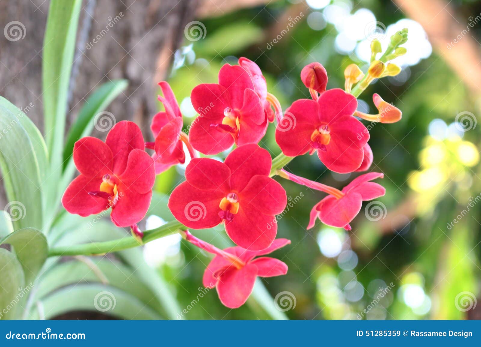 Red vanda stock image. Image of natural, vanda, orchid - 51285359