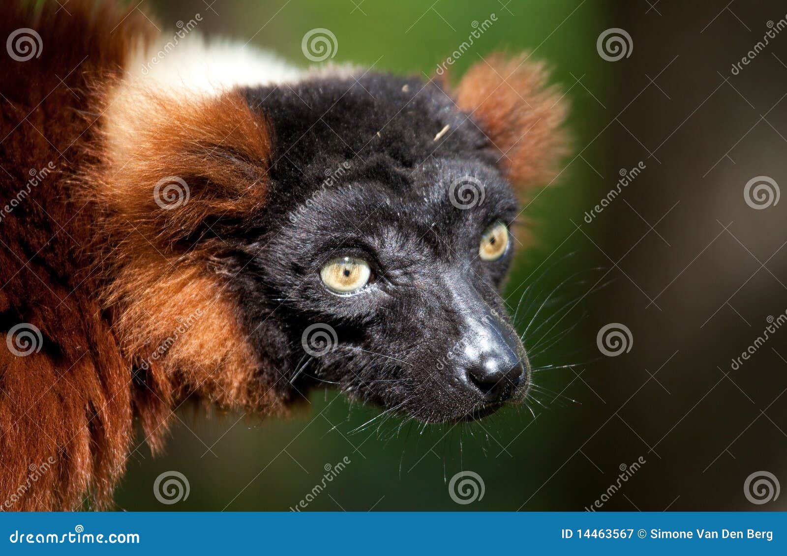 Red vari stock image. Image of nature, animals, portrait - 14463567