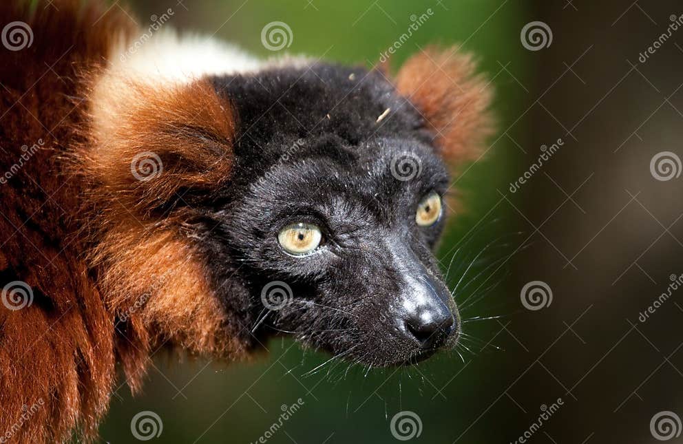Red vari stock image. Image of nature, animals, portrait - 14463567