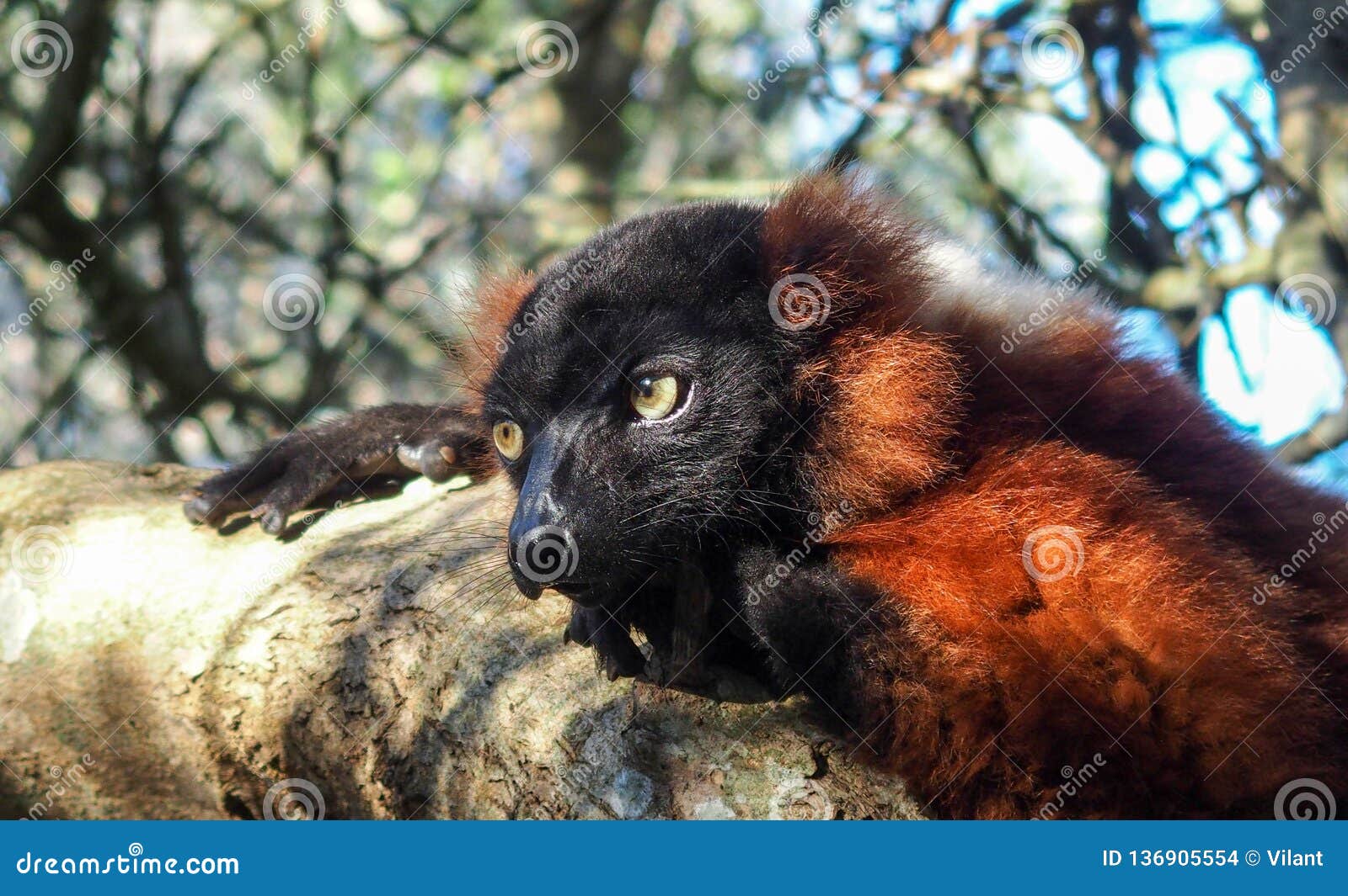 Red Vari Lemur stock photo. Image of animal, wildlife - 136905554