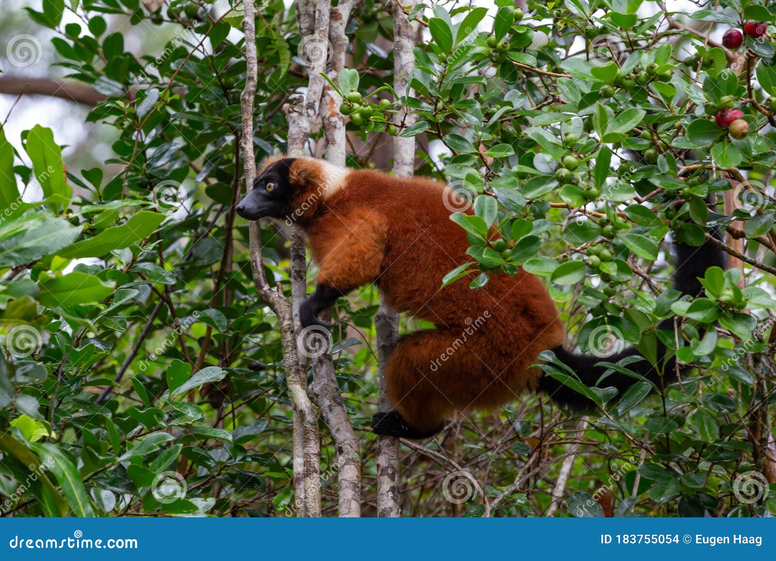 A Red Vari Lemur Sits on a Branch of a Tree Stock Photo - Image of park ...