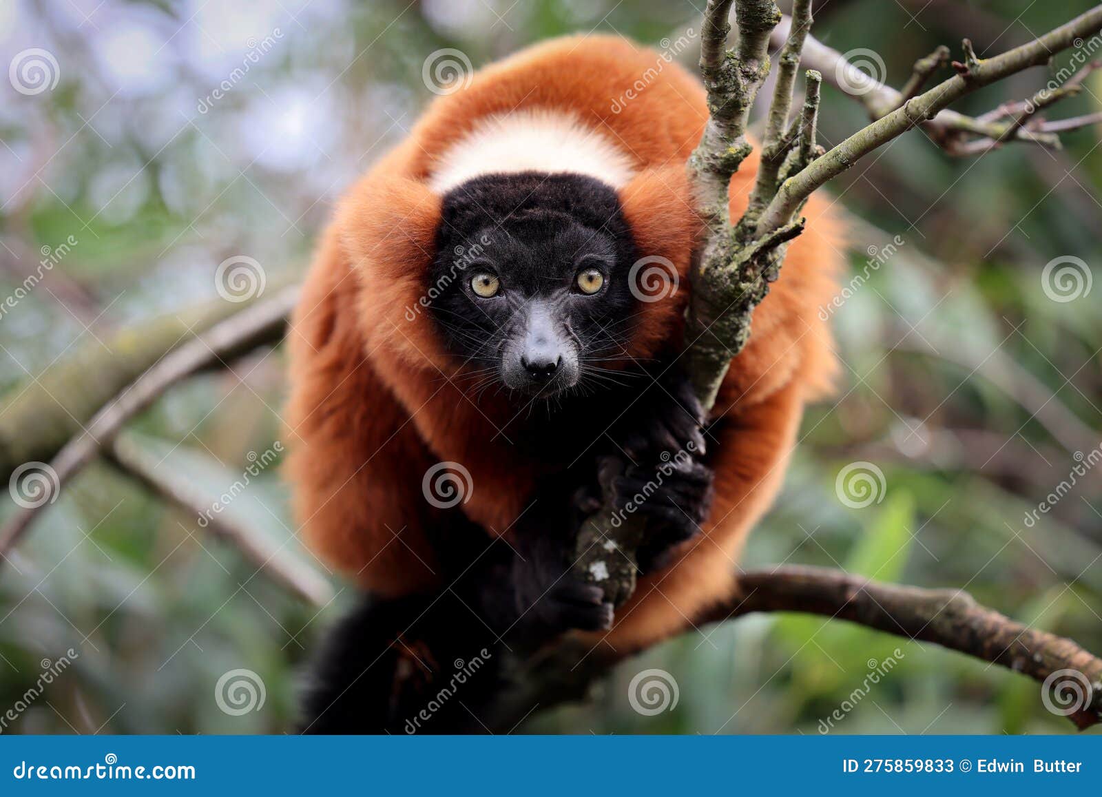 Red Vari (Varecia rubra) stock image. Image of primate - 275859833