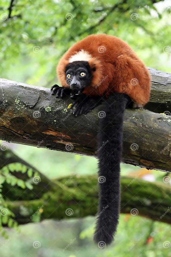 Red Vari (Varecia rubra) stock photo. Image of green - 329688712