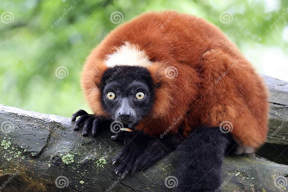 Red Vari (Varecia rubra) stock image. Image of beautiful - 329688715