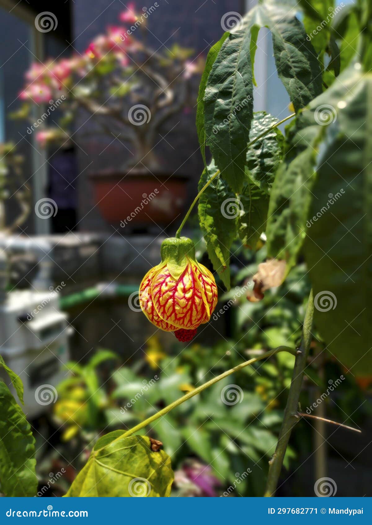 Red-veined Abutilon, Striped Abutilon, Abutilon Striatum Dickson. Stock ...
