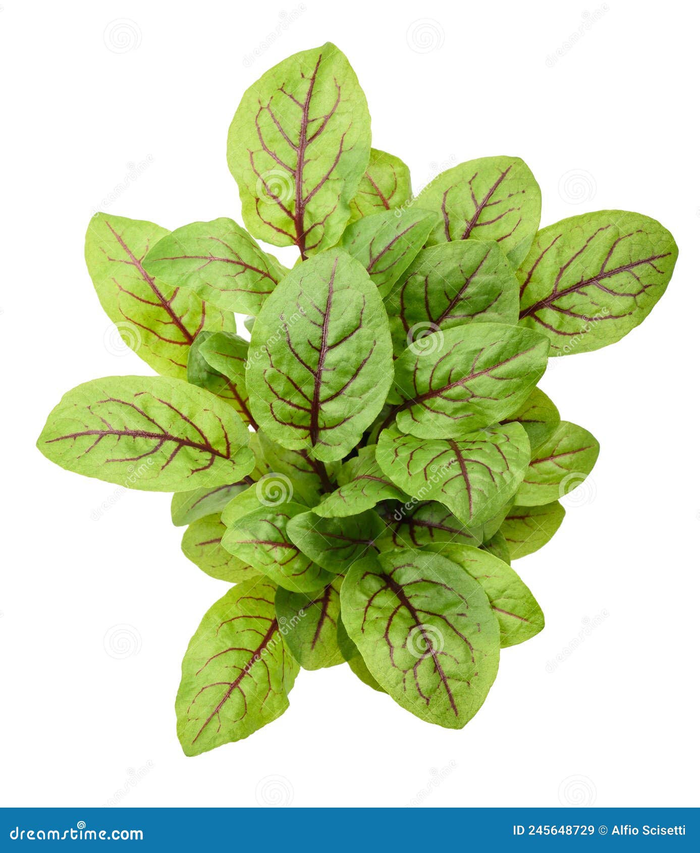 Red veined dock stock image. Image of common, sanguineus - 245648729