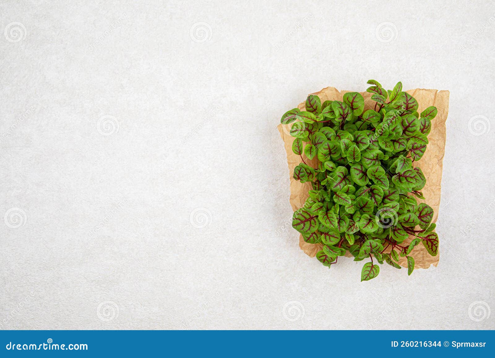 Red Veined Microgreen Sorrel Leaves Stock Photo - Image of plant ...
