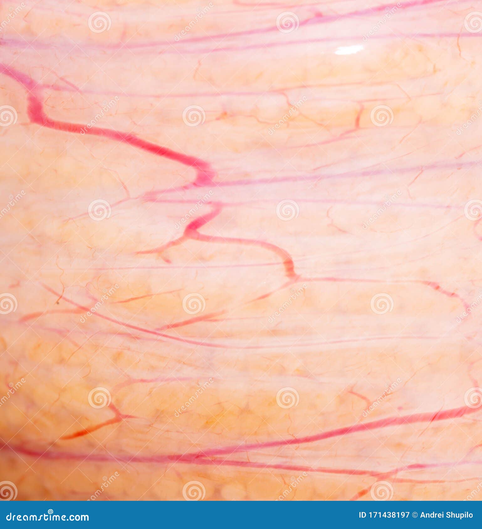 Red Veins on Fish Caviar As a Background Stock Image - Image of macro ...