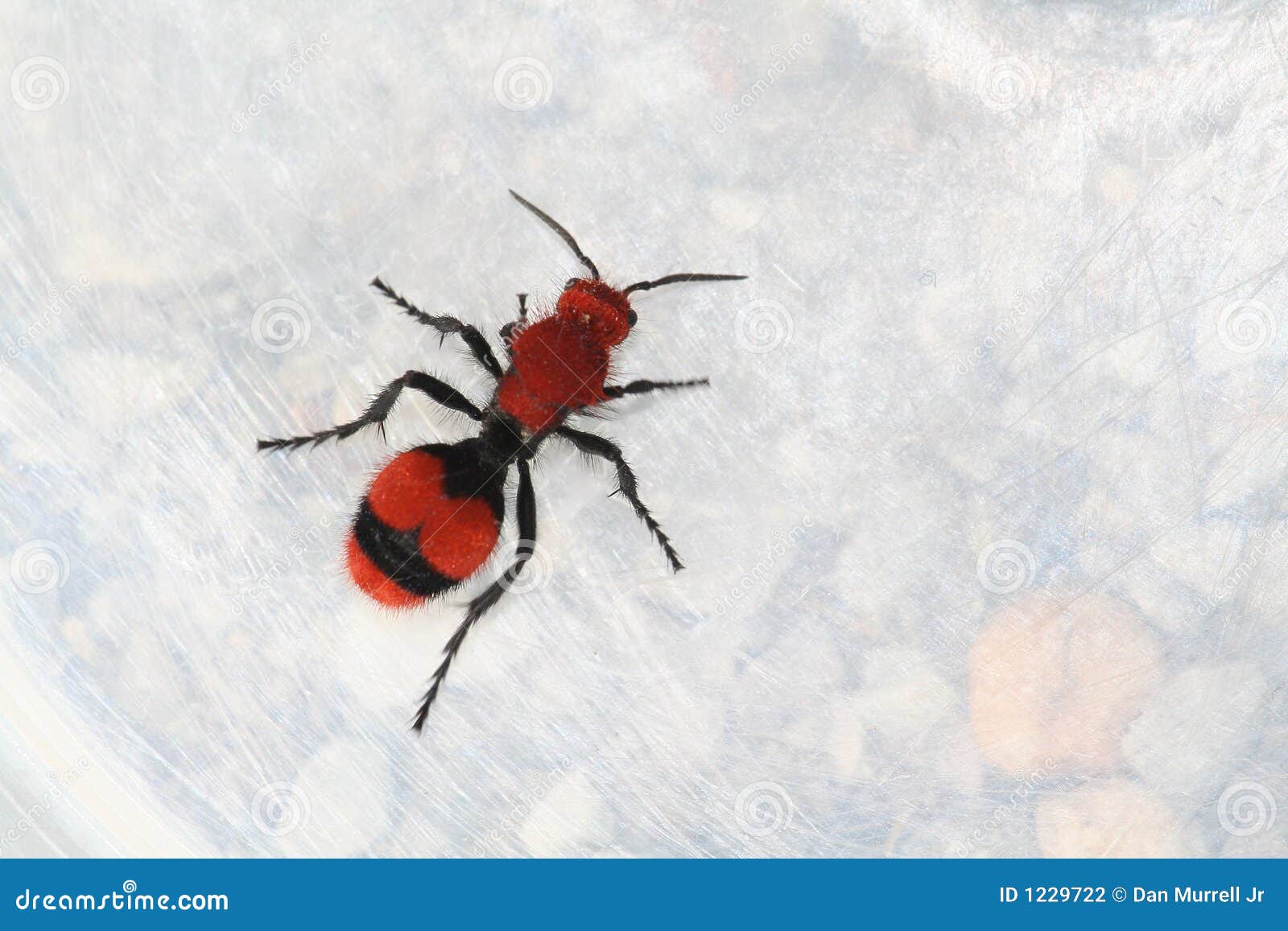 Red Velvet Ant (Cow Killer) Stock Photo - Image of crawl, fuzzy: 1229722