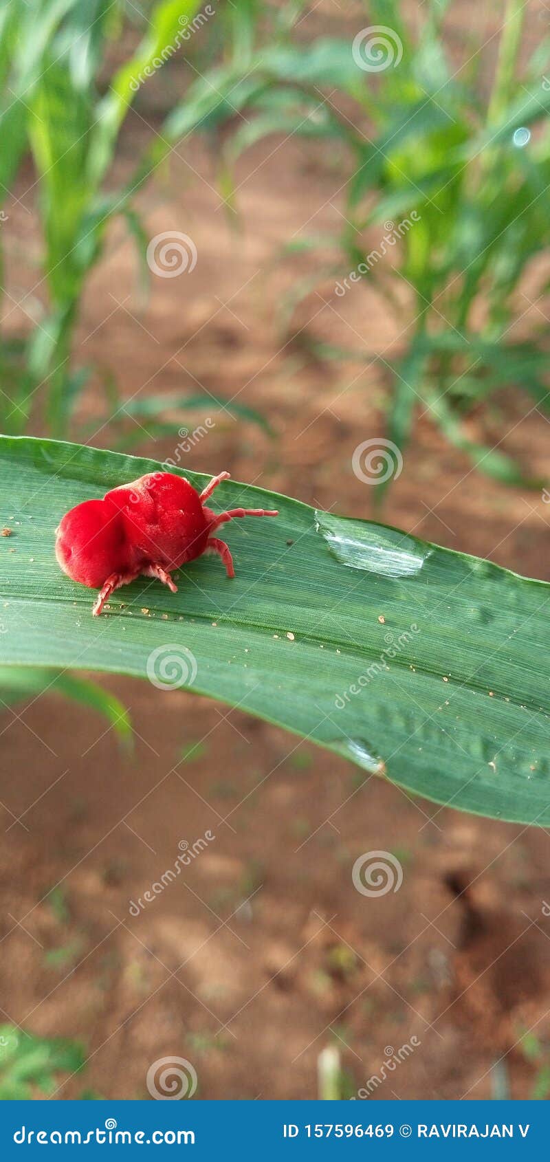 Red Velvet Bug on the Millet Leaf Stock Image - Image of sitting ...