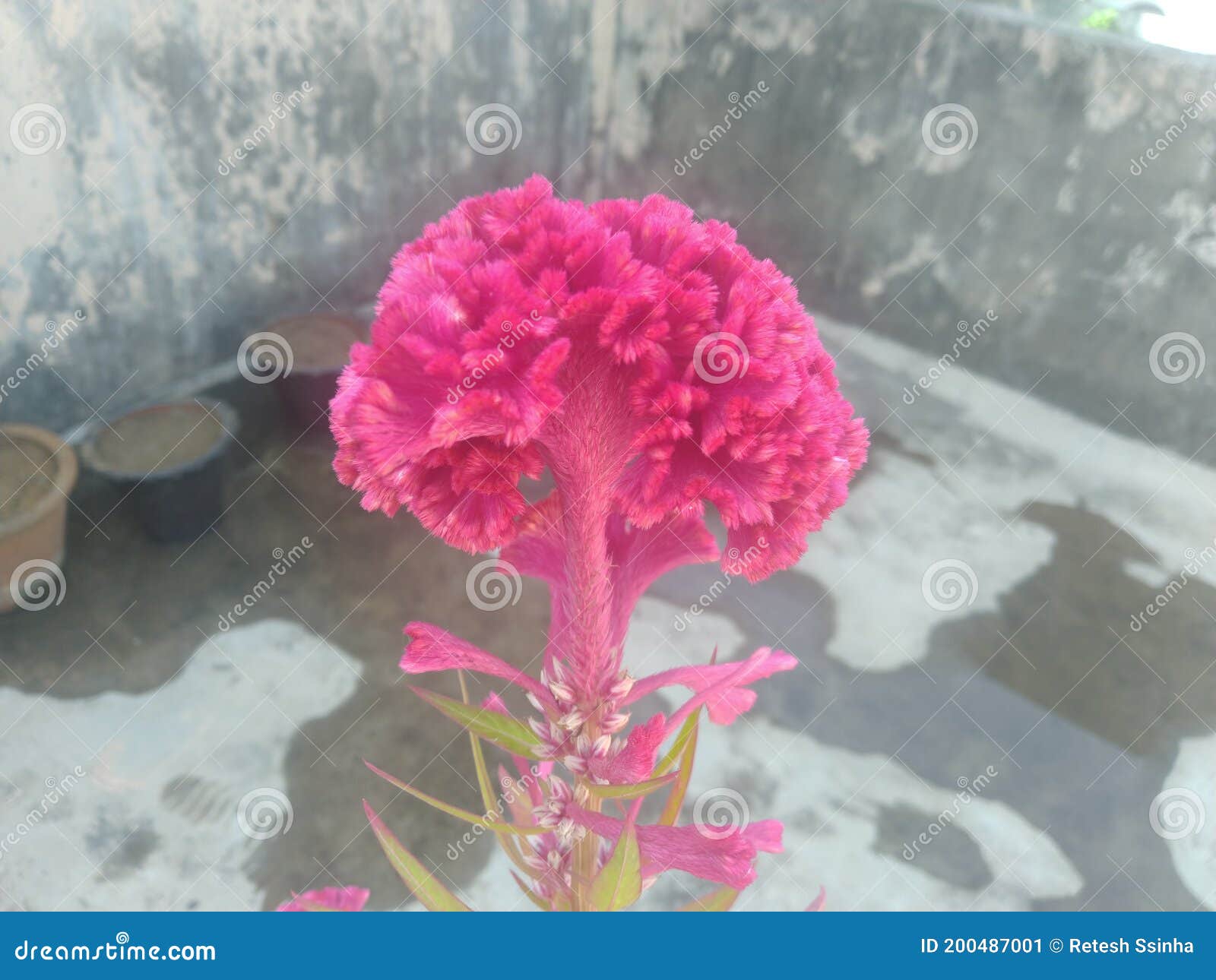 Red Velvet Celosia flower stock image. Image of wildflower - 200487001