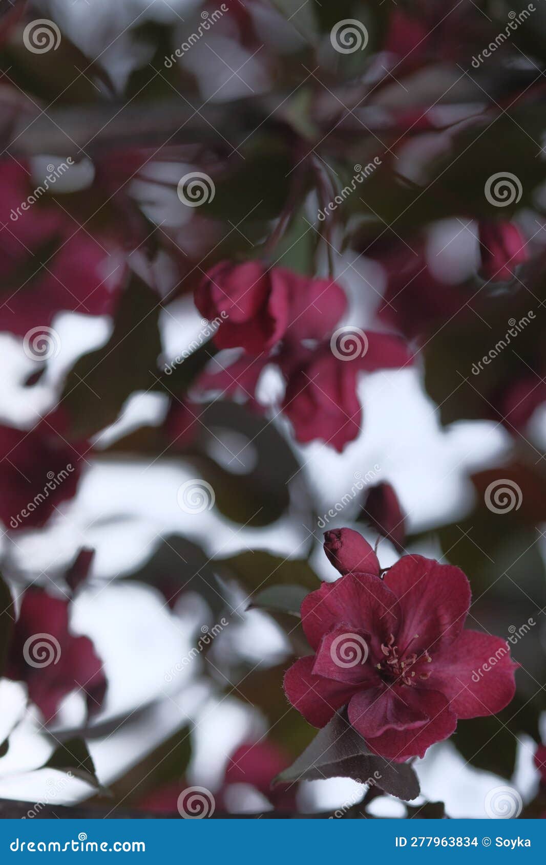 Red Velvet Flowers of an Apple Tree Stock Photo - Image of life, stem ...
