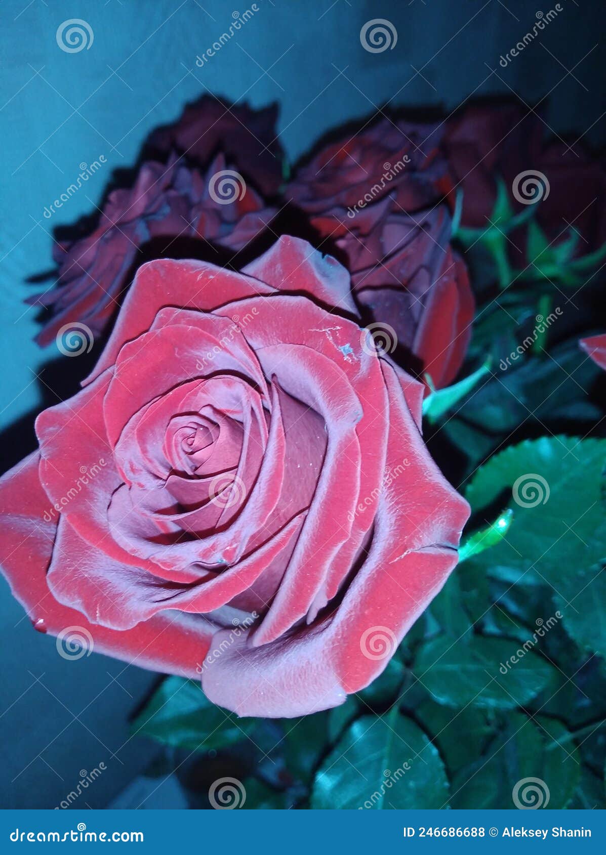 Red velvet rose stock photo. Image of rose, plant, velvet - 246686688