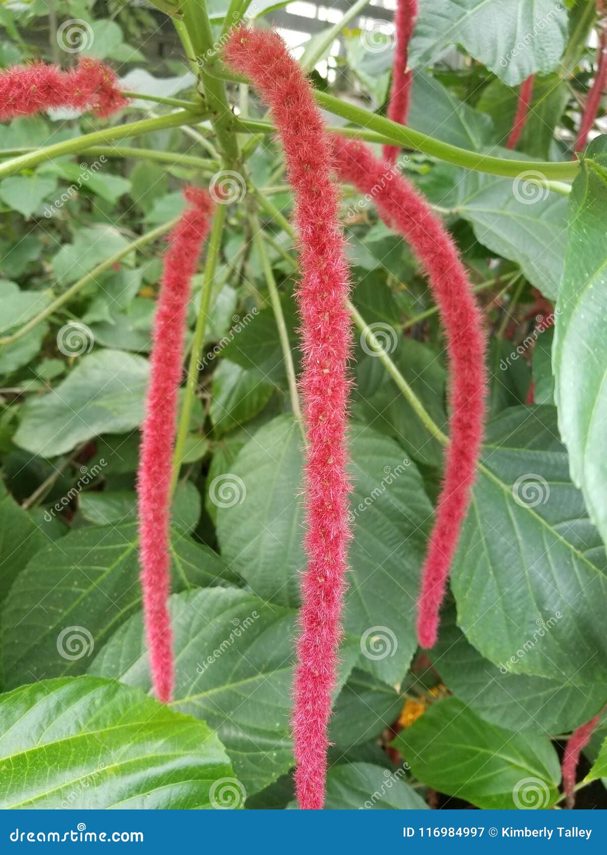 Foxtail Amaranth stock image. Image of strands, foxtail - 116984997