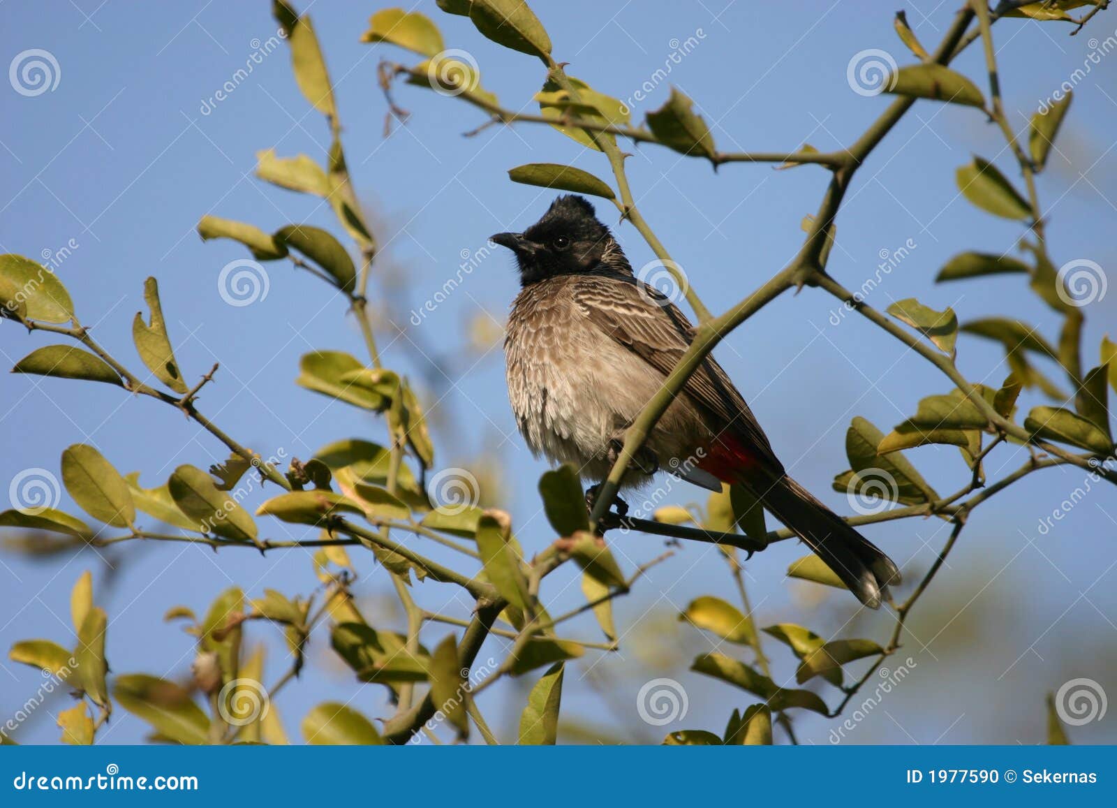 Red vented bulbul stock photo. Image of pycnonotus, animal - 1977590