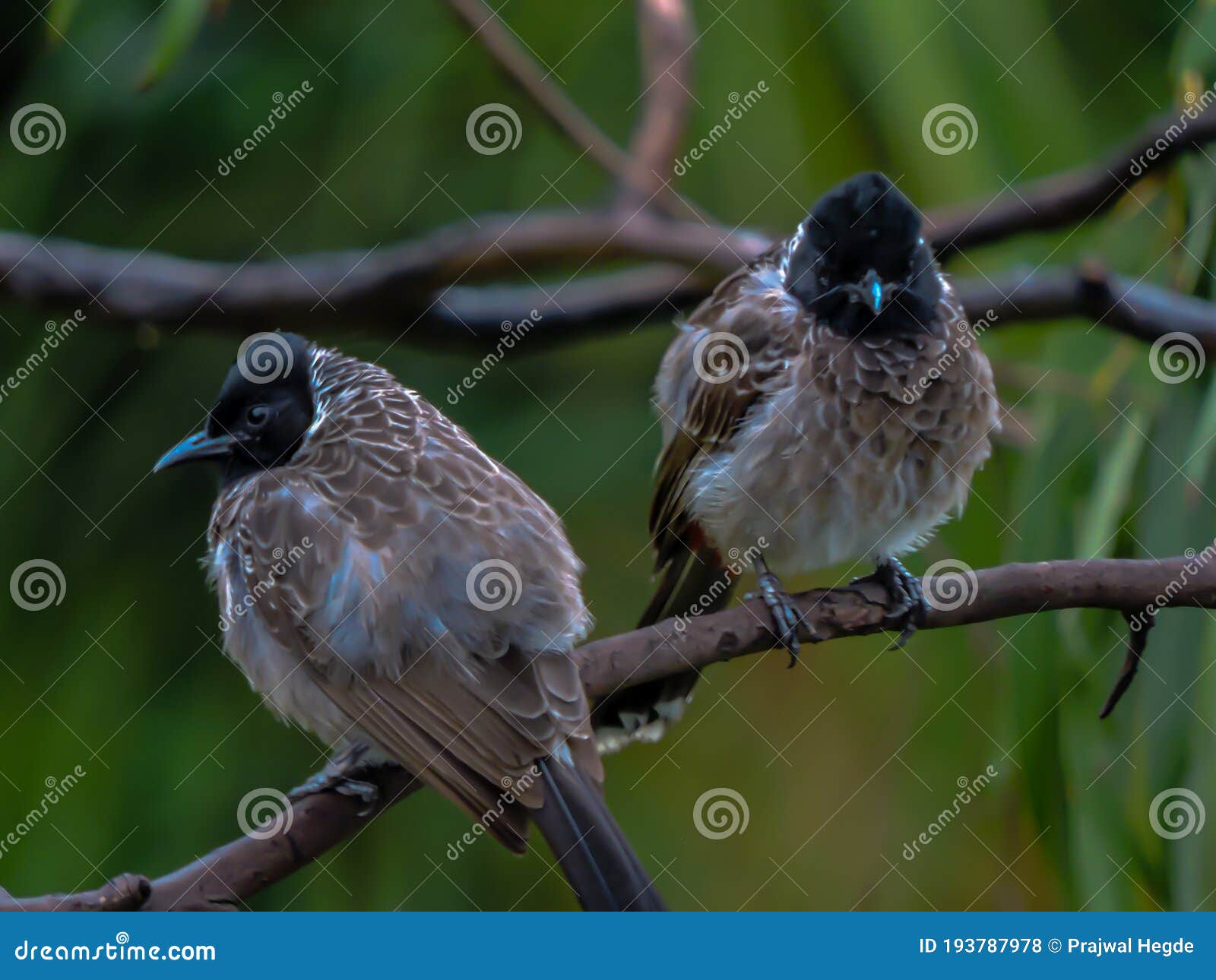 Couple Of Monsoon Storms Stock Photography | CartoonDealer.com #34582532