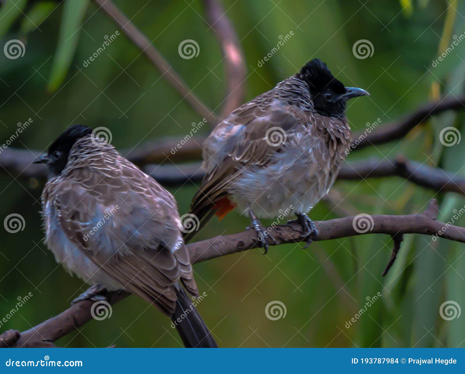 Red Vented Bulbul in Asia during Monsoon on Trees Stock Photo - Image ...