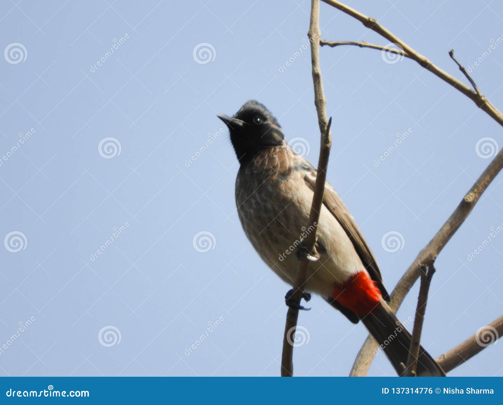 Red vented bulbul stock photo. Image of wildlife, song - 137314776